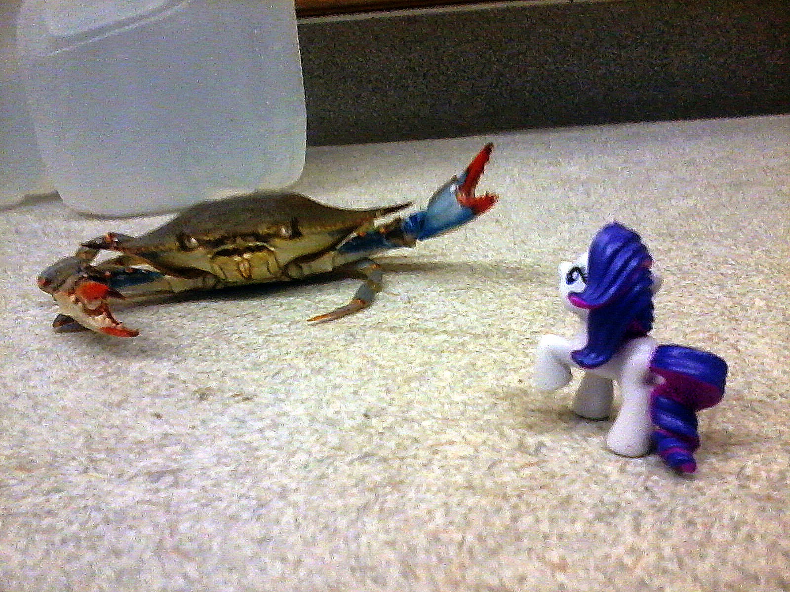 Equestria Daily - MLP Stuff!: Rarity Vs. A Giant Crab... IN REAL LIFE