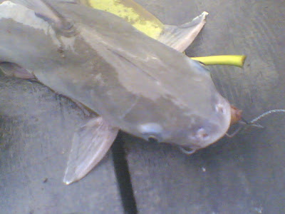 Soni Fishing Blog: Ikan Kating