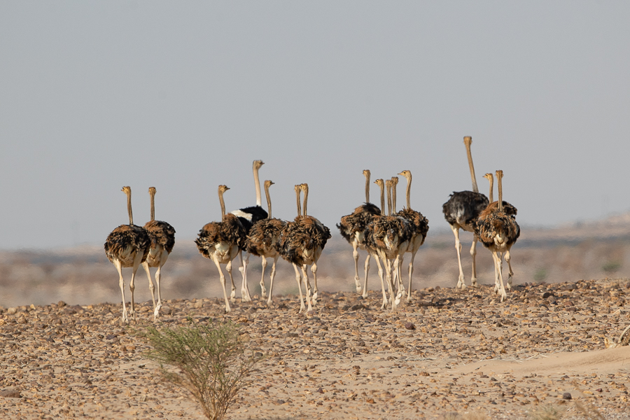 Birds of Saudi Arabia: North African Red-necked Ostrich – Mahazat as ...