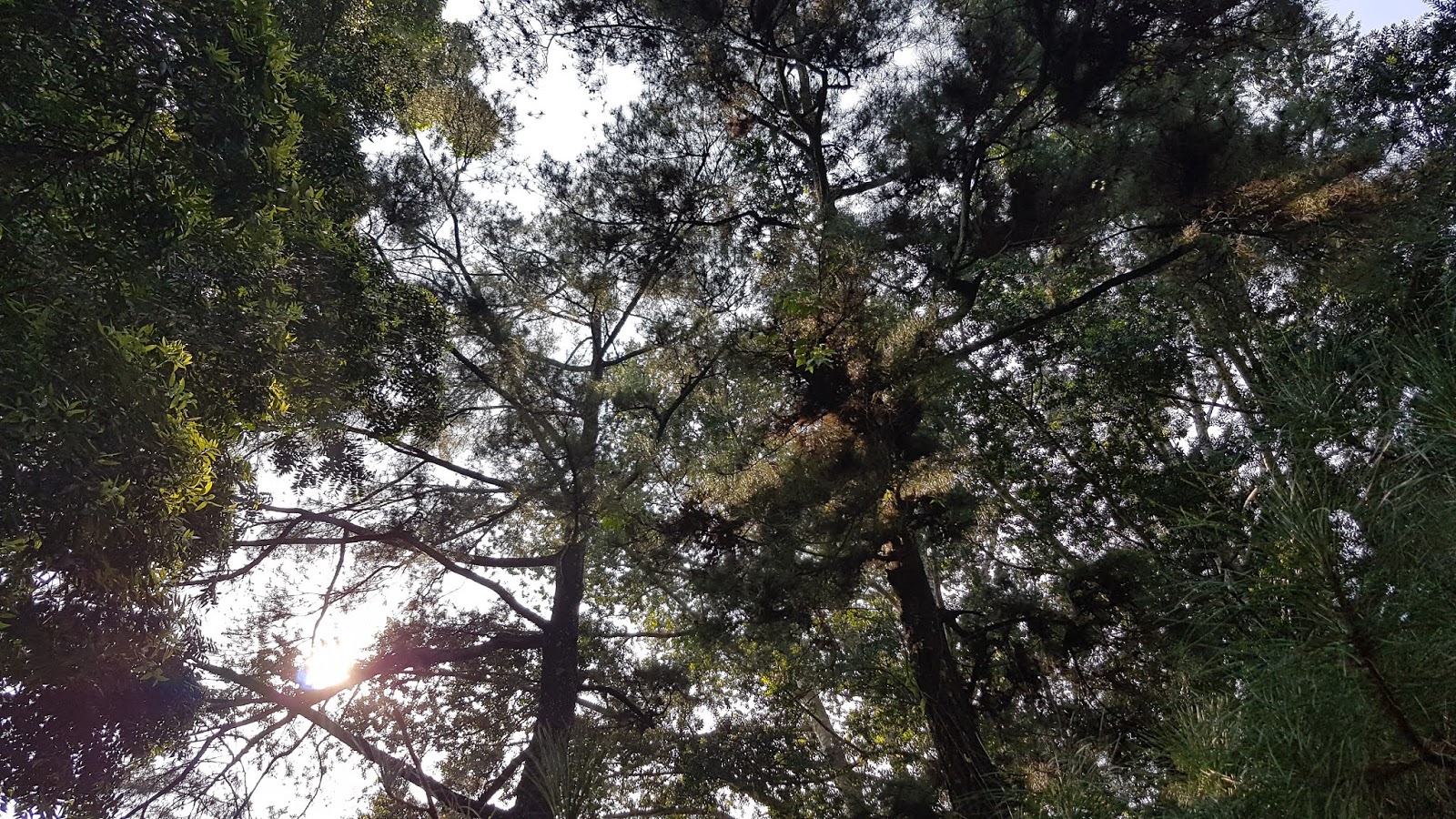 Pohon Pinus merkusii