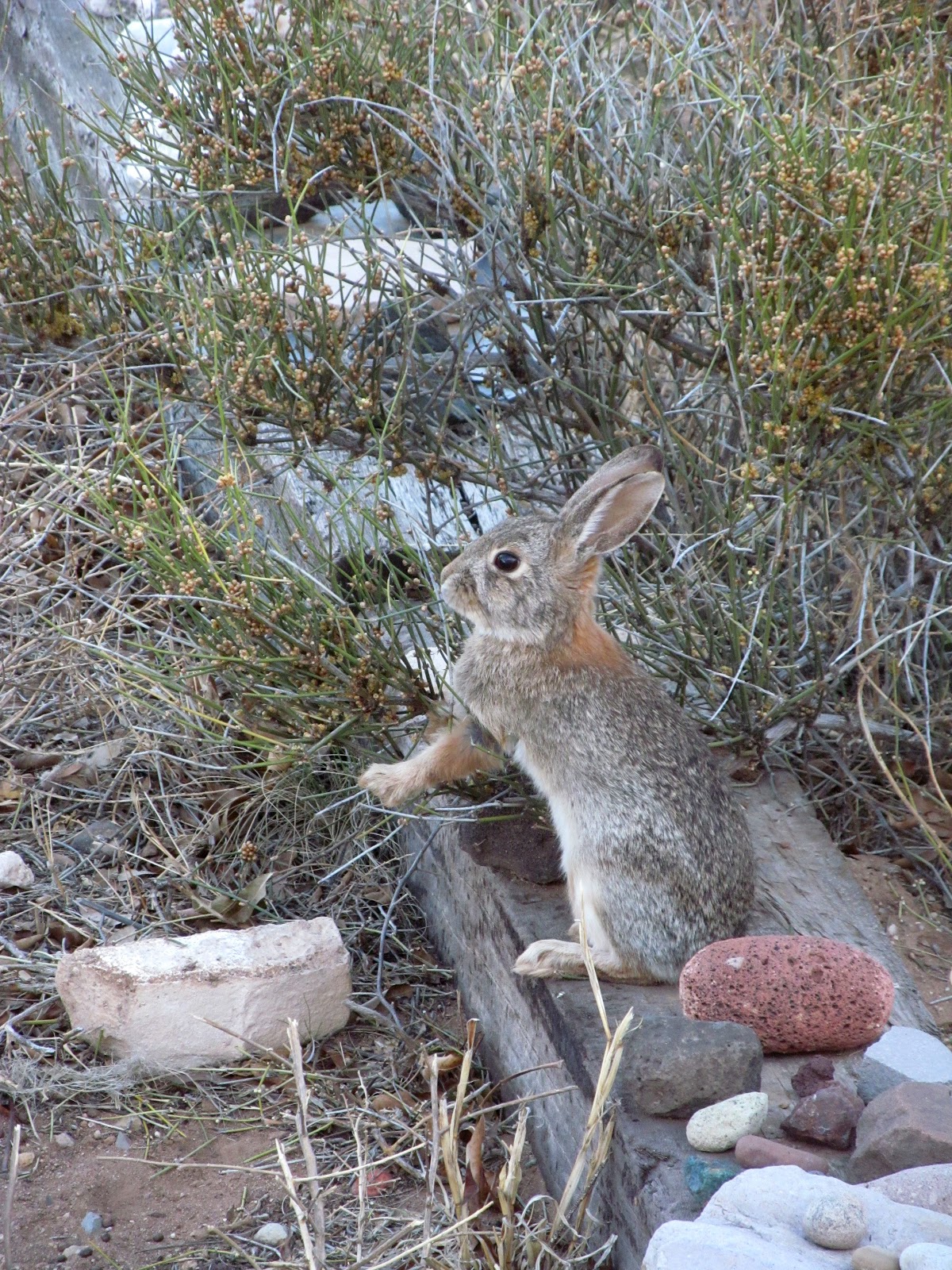 Blogging from the Boot Heel