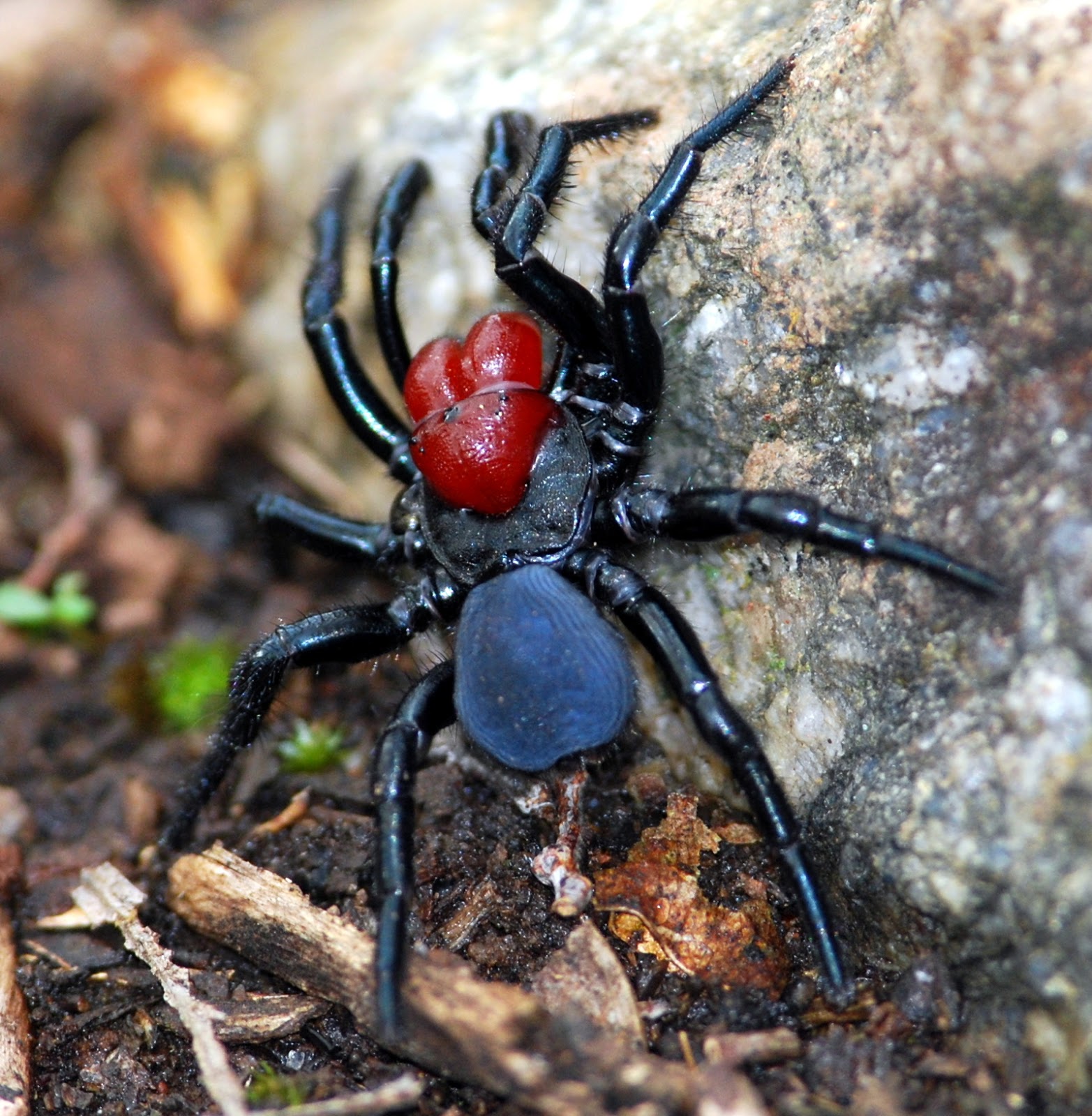 Real Monstrosities: Red-headed Mouse Spider