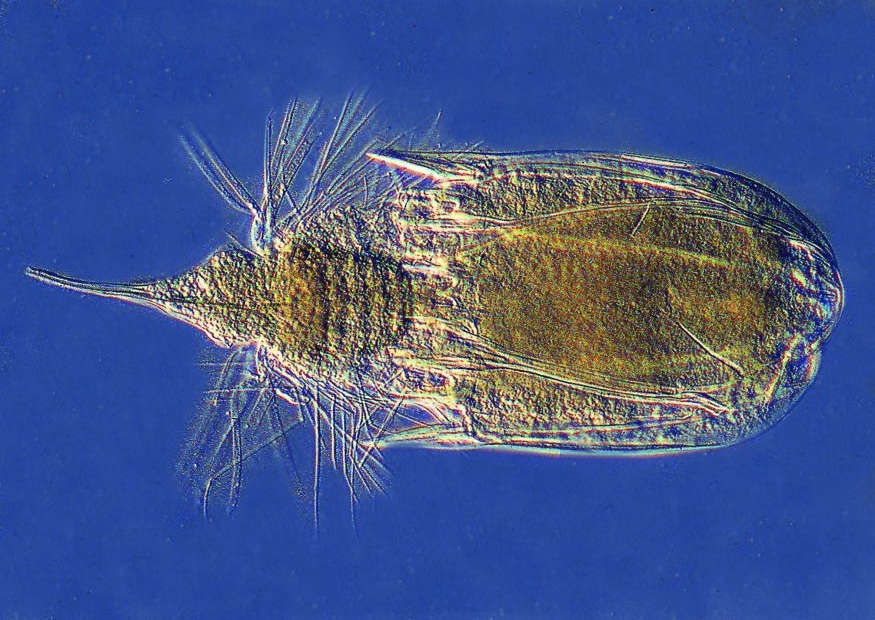 Loricifera ~ Dunia Hewan