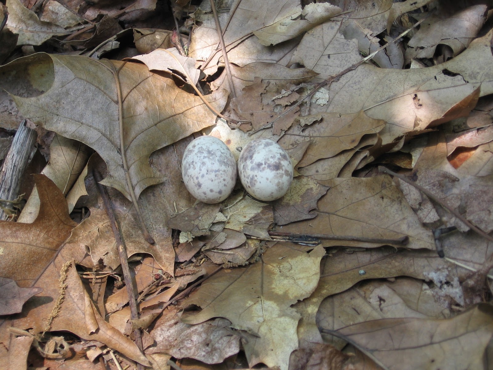 Life on The Edge: Chuck Island, The Northern Range of Chuck-Will's-Widows