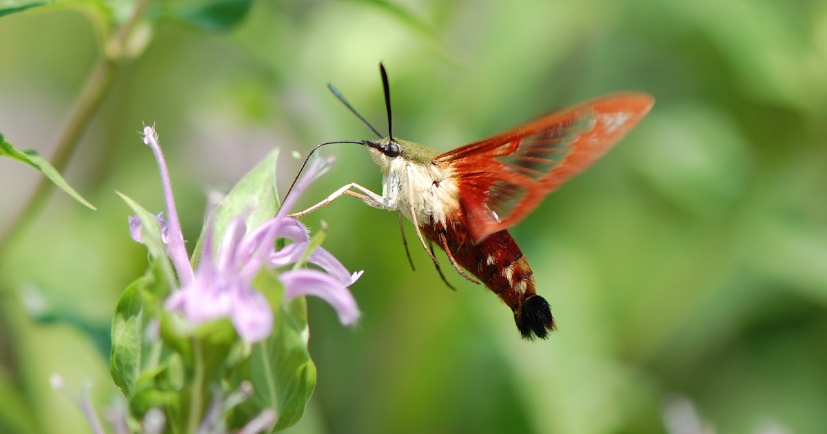 Urban Wildlife Guide: A Hummingbird Clearwing Moth