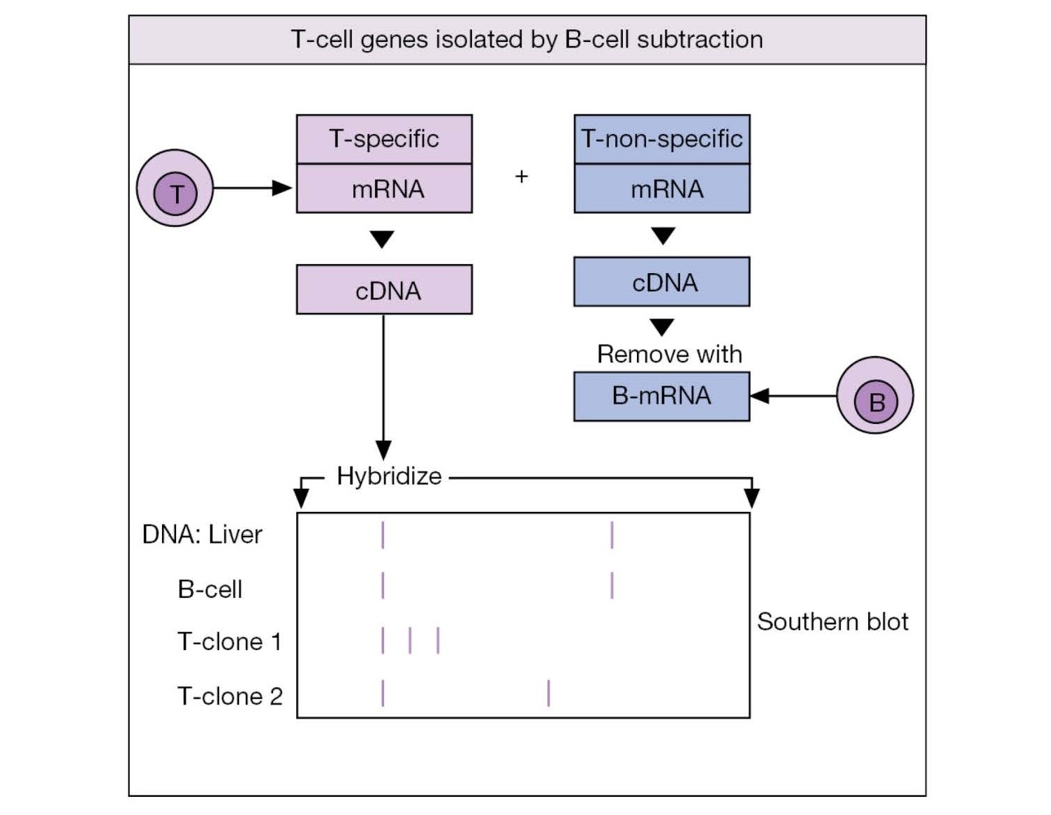 The T‐Cell Surface Receptor For Antigen (TCR) - pediagenosis