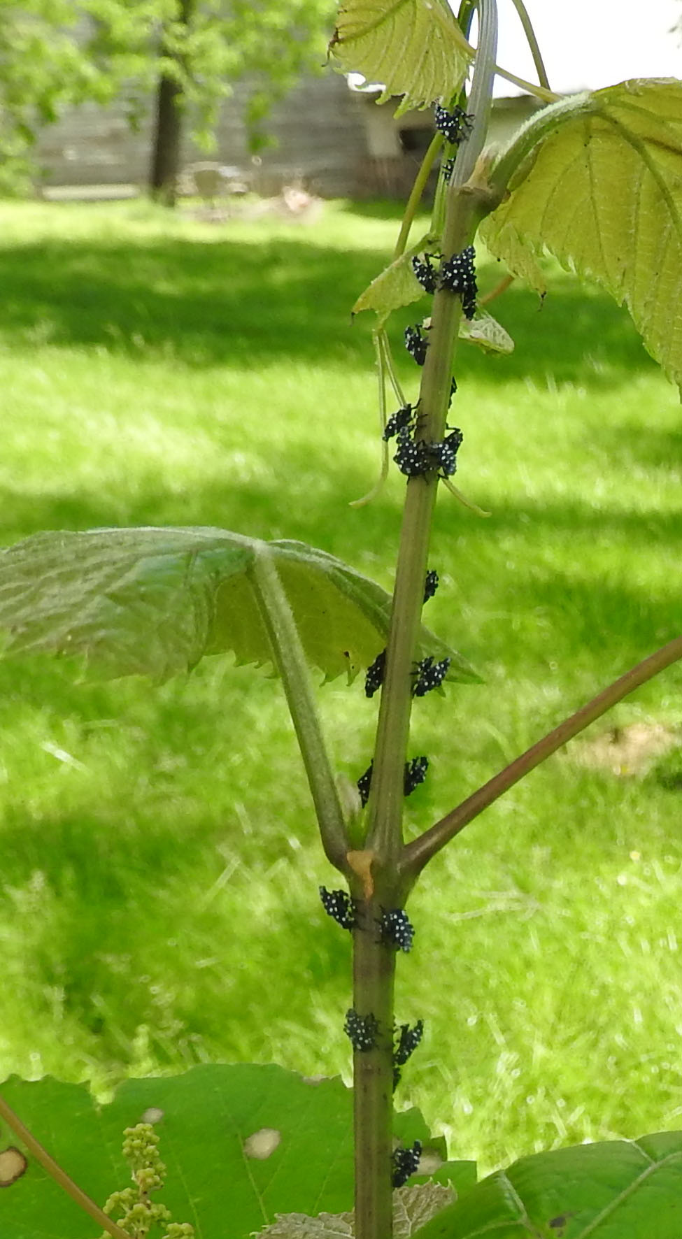 Virginia Fruit Insect Updates: Spotted Lanternfly Update Virginia Fruit Insect Updates: Spotted Lanternfly Update