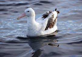 Albatros errante o albatros viajero (Diomedea exulans)