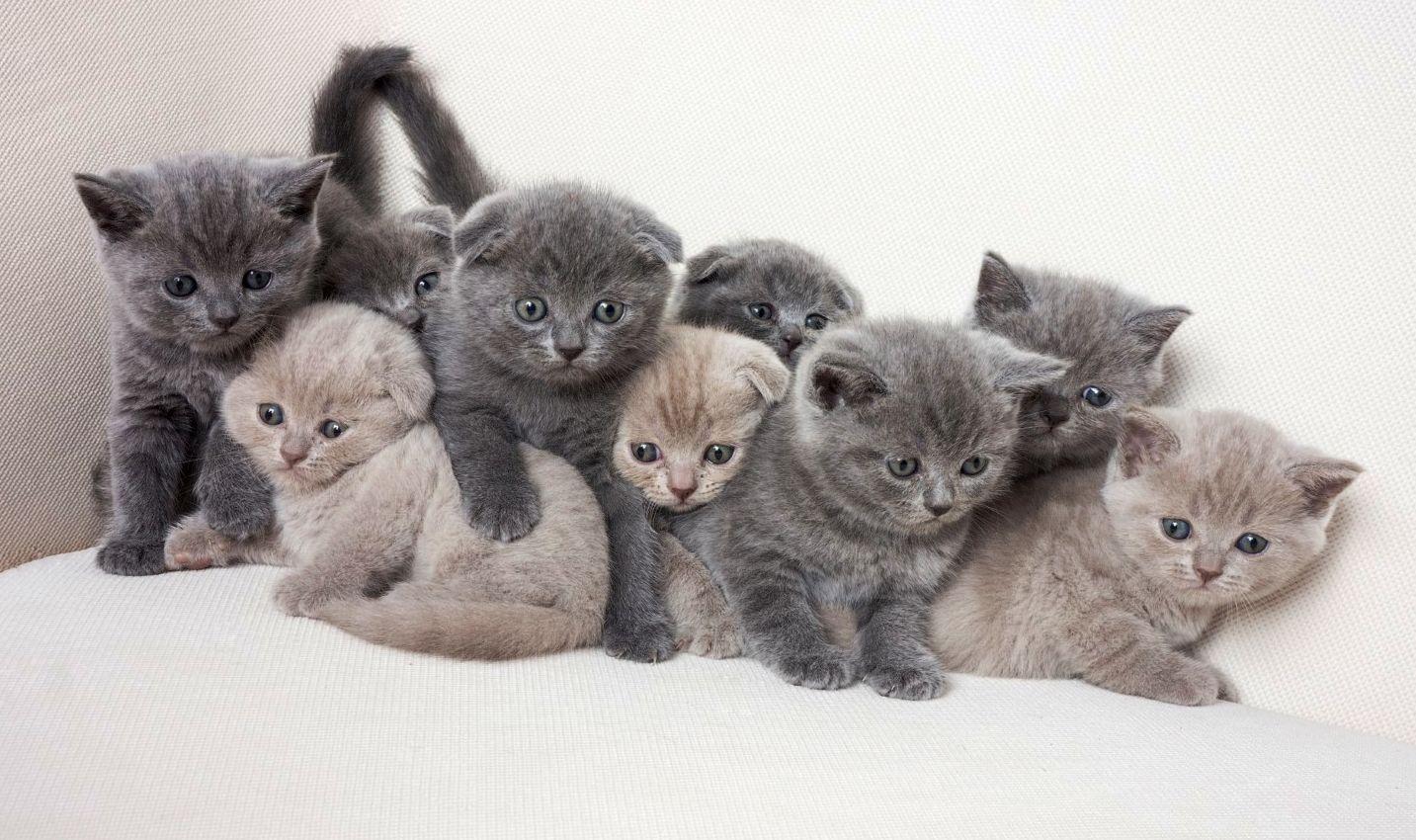 La nostra passione non muore ma cambia colore: BOOKTAG: MAI DIRE GATTO