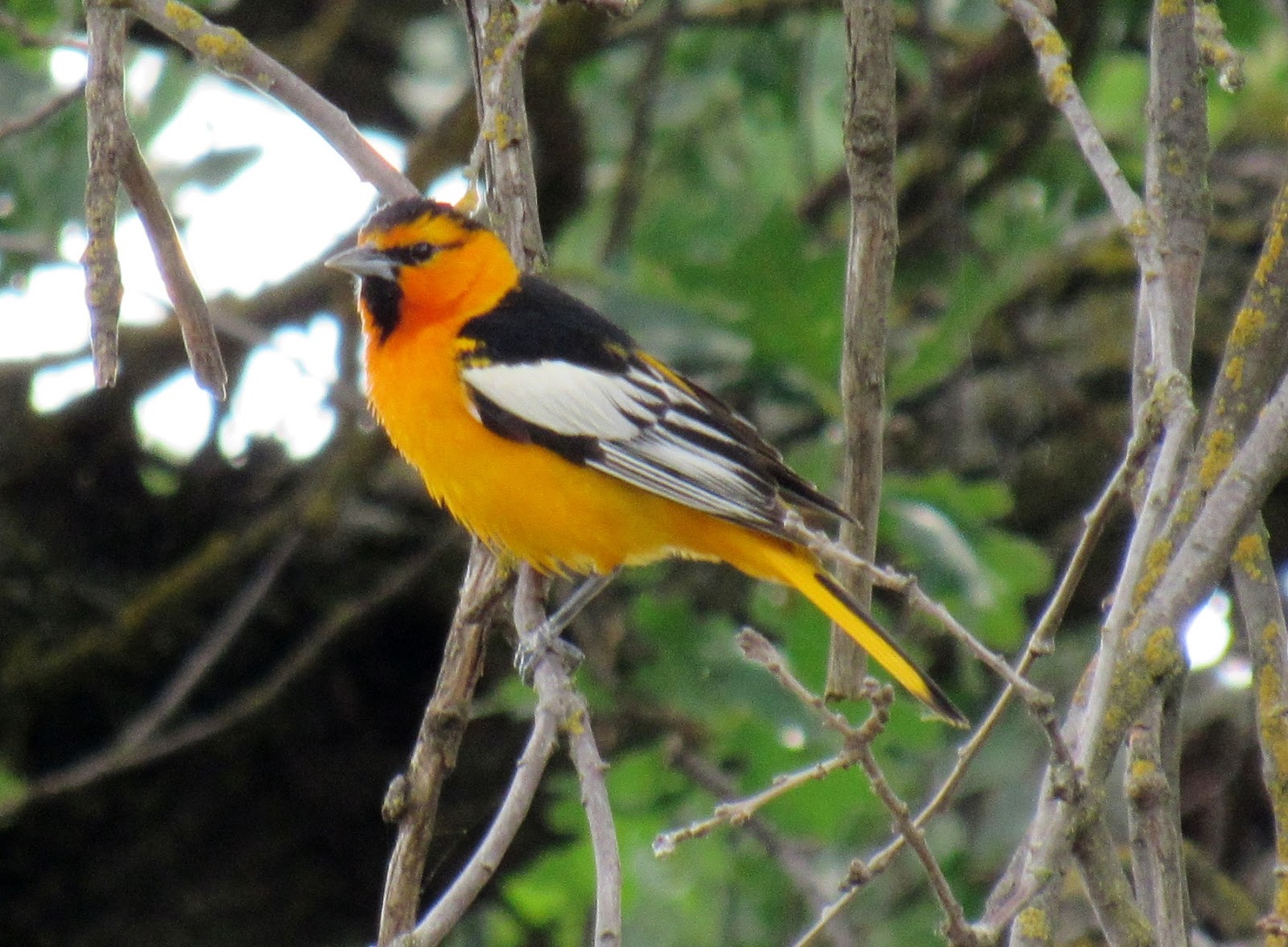 Bullock's Orioles