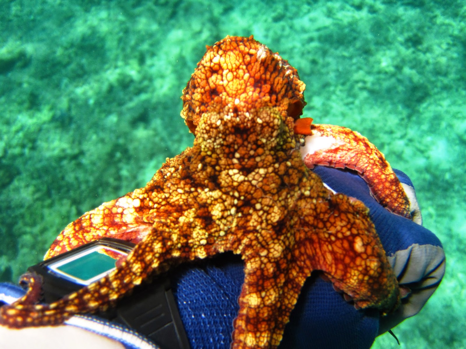 Head in the Cloud Forest: Cuajiniquil: Octopuses and Homestay