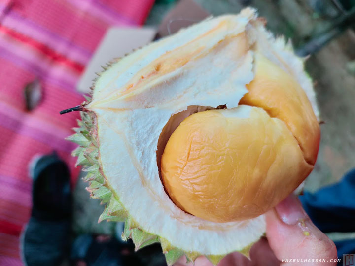 Tips Untuk Mengenali Durian Duri Hitam Asal Dari Penang