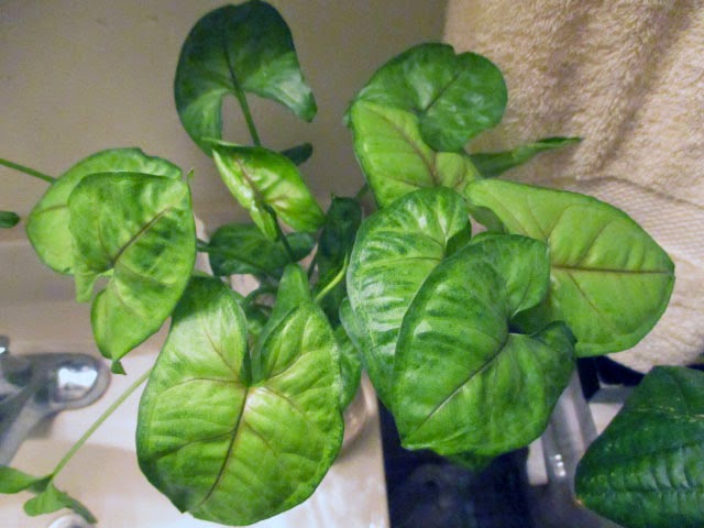 Green Jean: plant spa day