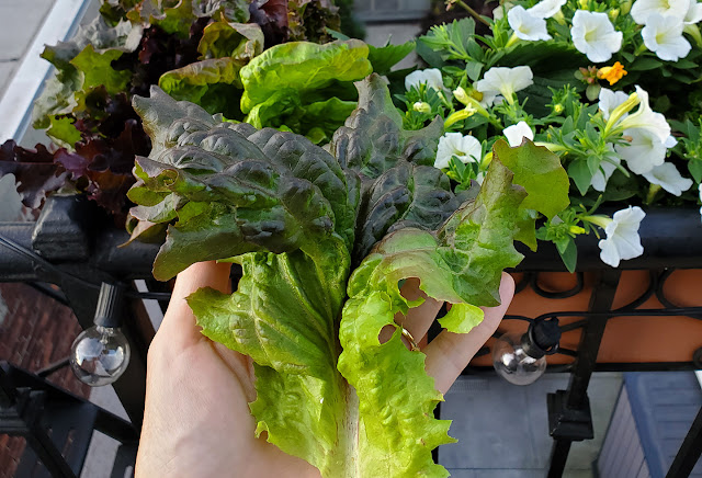 66 Square Feet (Plus): The great windowbox makeover