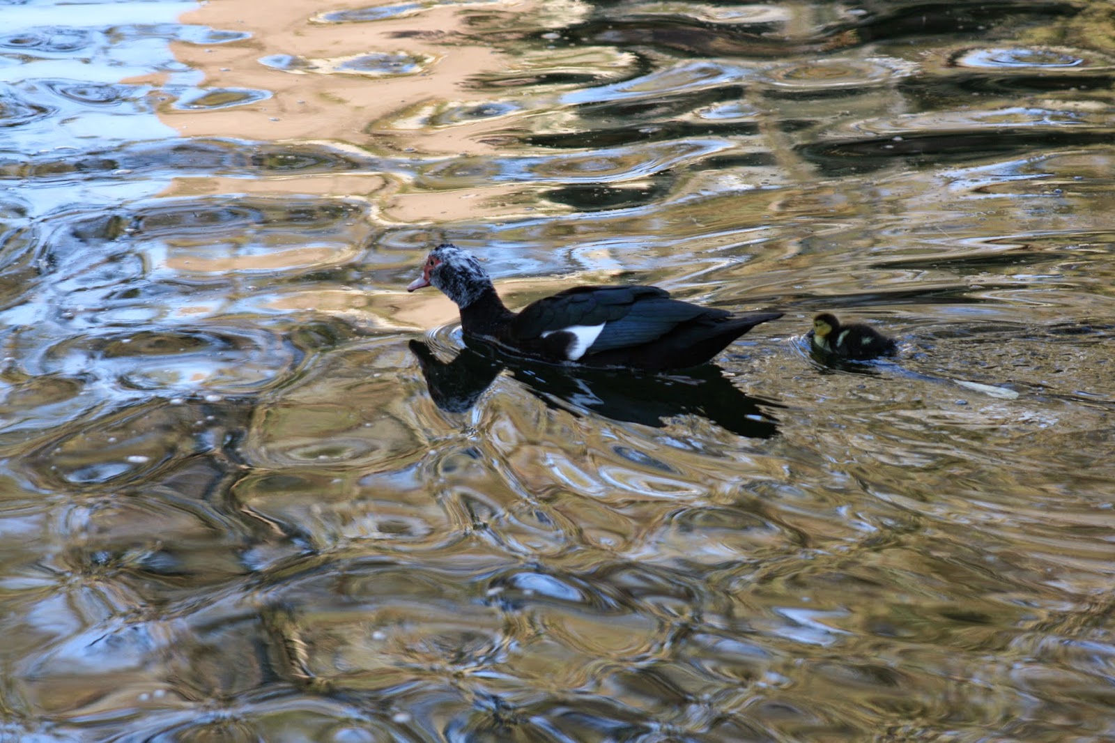 Pajaricos de Murcia: Cairina Moschata - Pato criollo