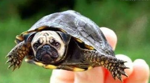 Karibu PROSPER !: Turtle Dog
