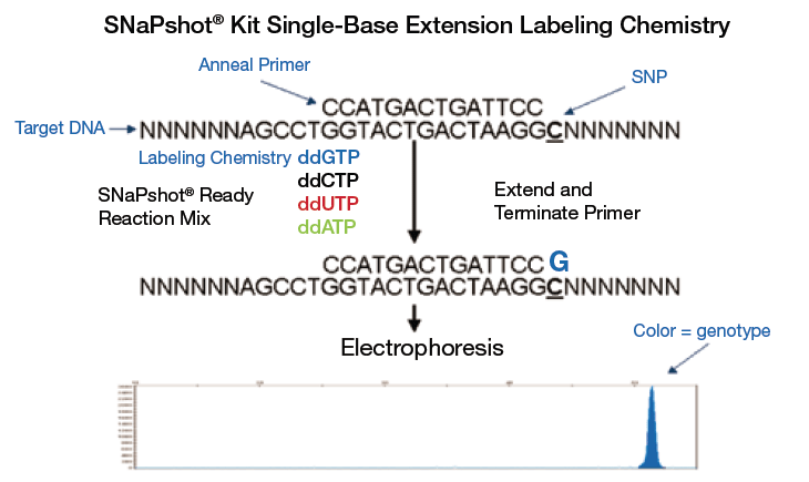 Sequencing Experiences for Life: Aplicações da Técnica de SNaPshot