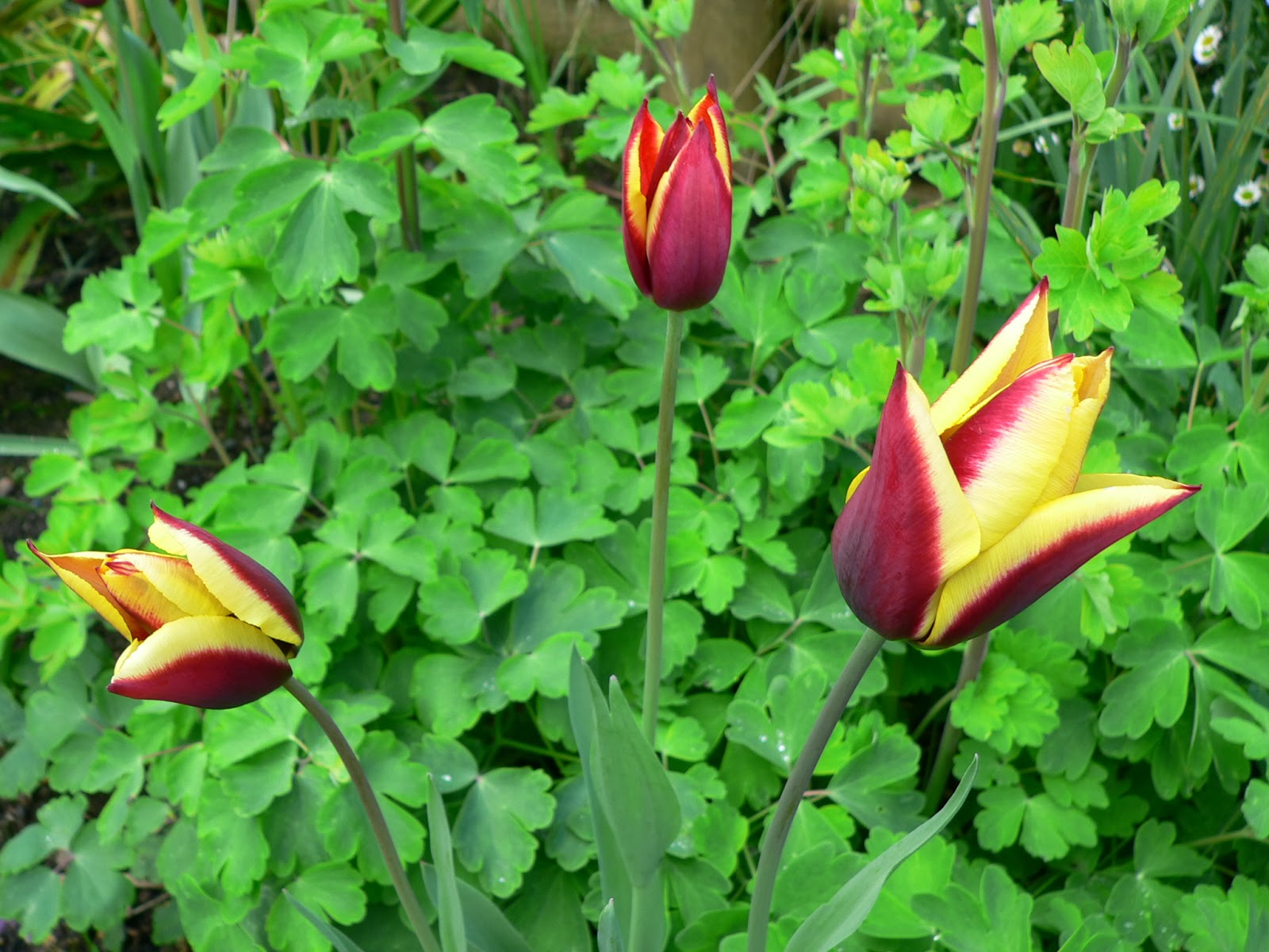 Aggregata Plants & Gardens: Spring has sprung in my Macedon garden 2013