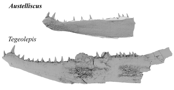 Species New to Science: [PaleoIchthyology • 2021] Austelliscus ferox ...