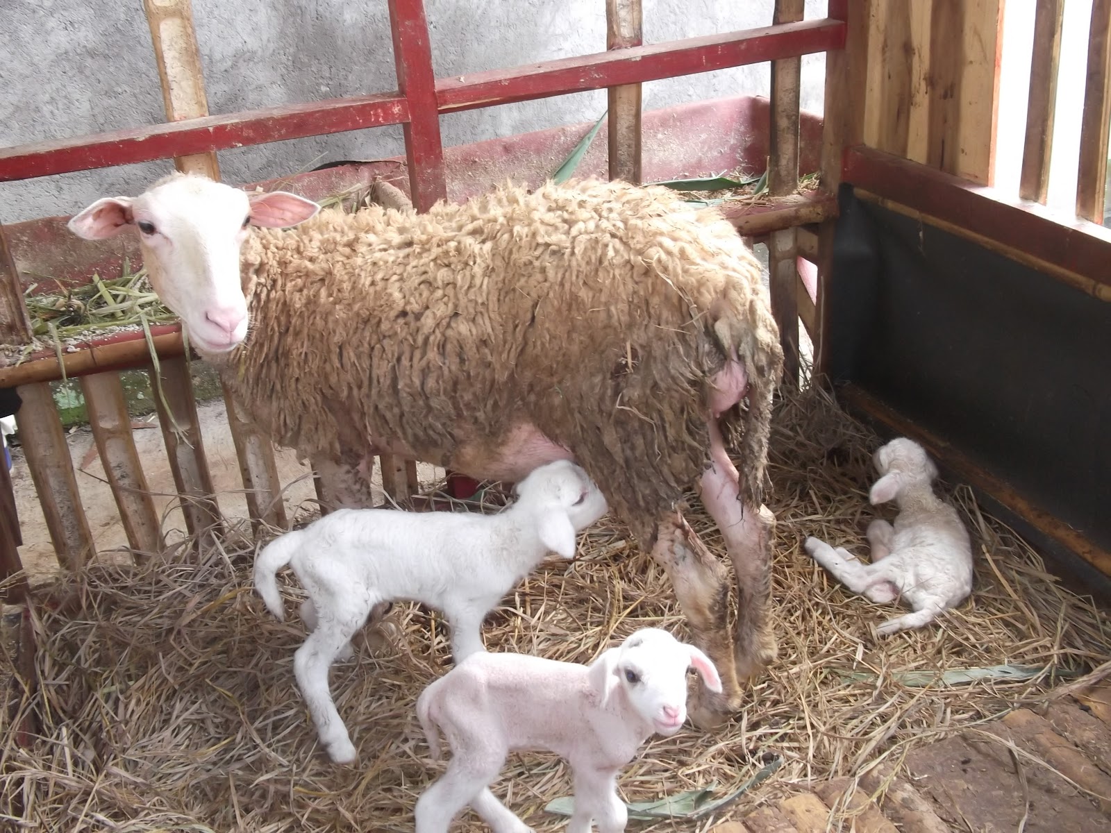 CENTRAL DOMBA "JANKAR AGRO NUSANTARA": breeding