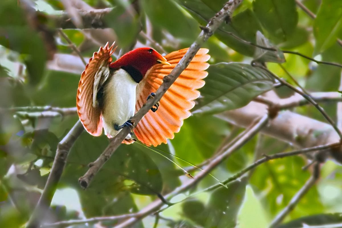 Most Terrifying & Amazing Creatures on Earth....: The King Bird of ...