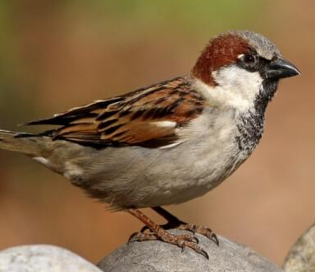 Why??????? SPARROWS...