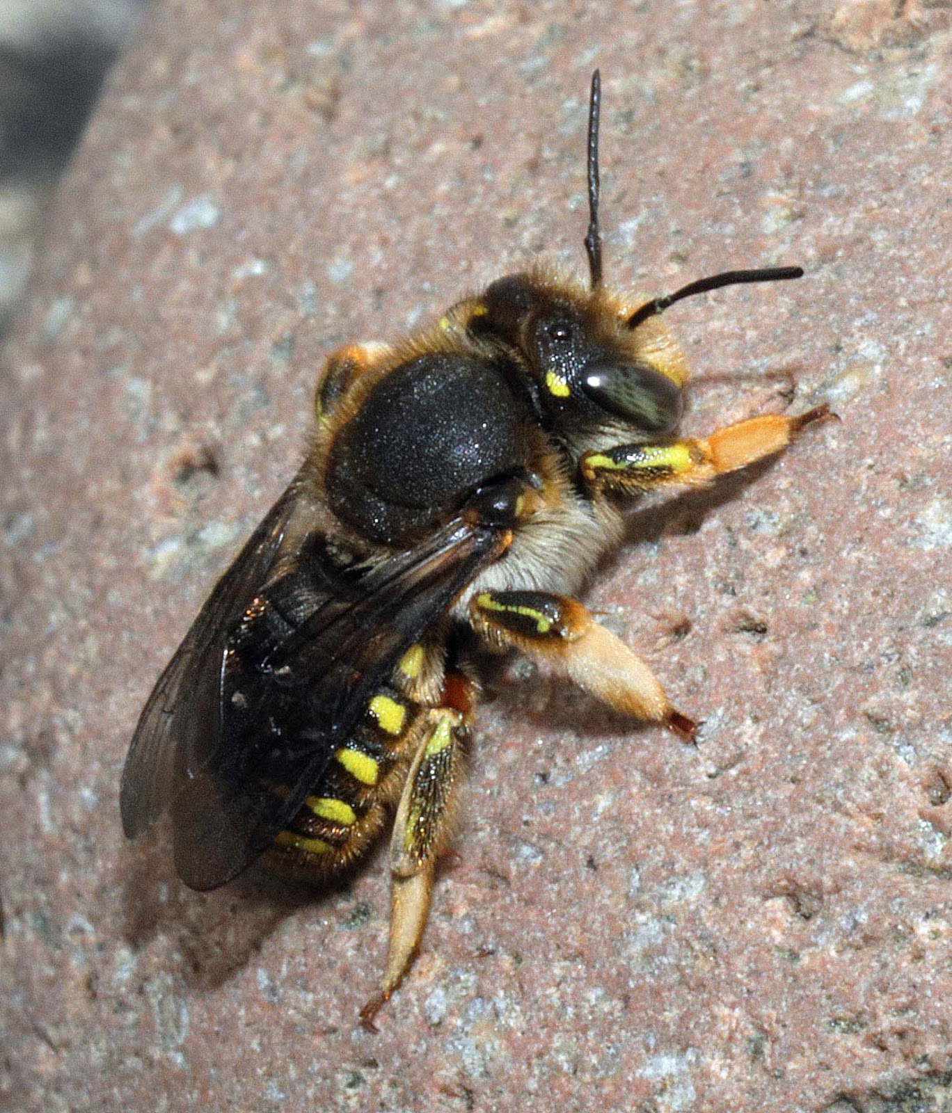 Being a busy bee: BSBI President goes all entomological!