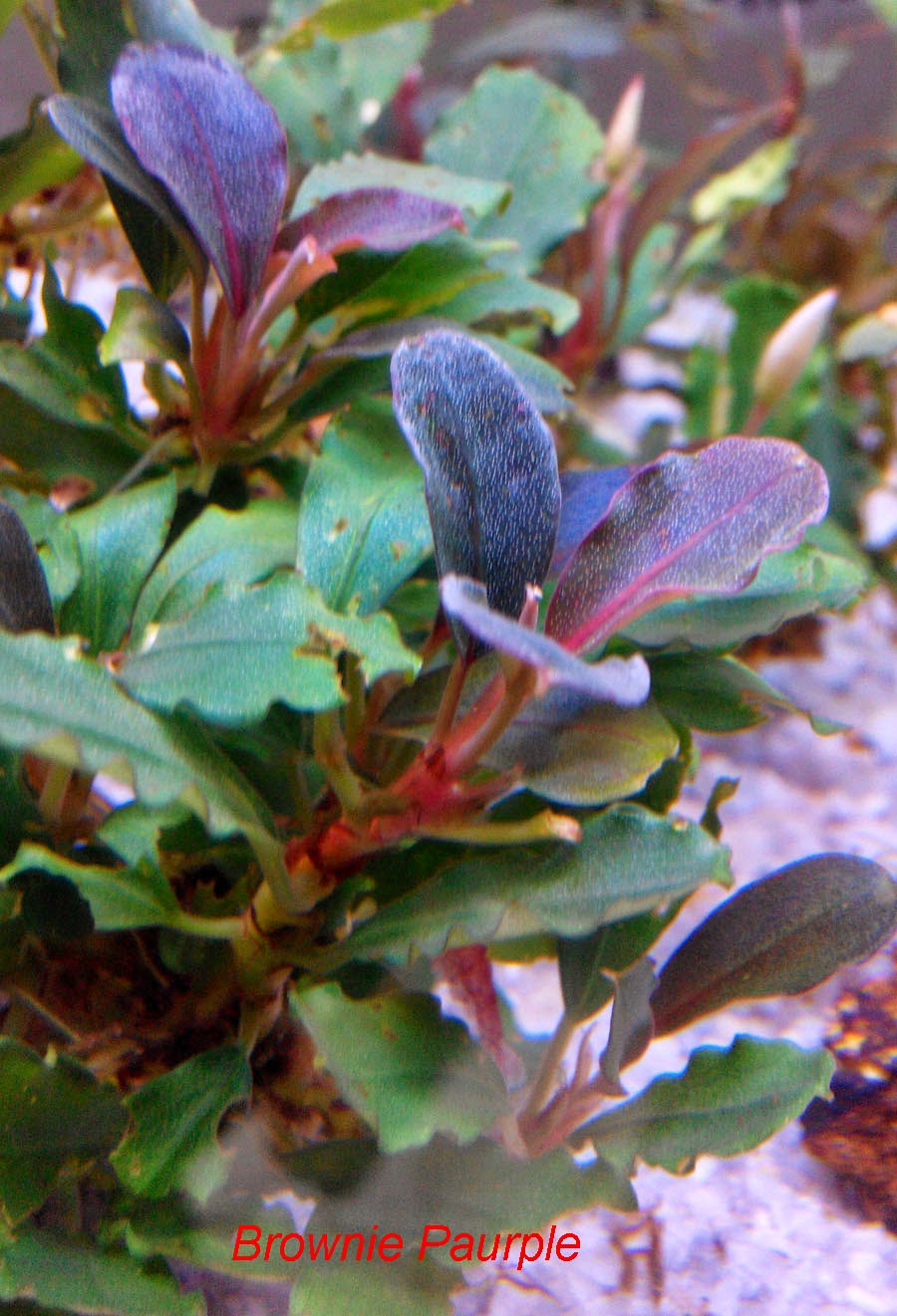 Bucephalandra Sp: Brownie Purple