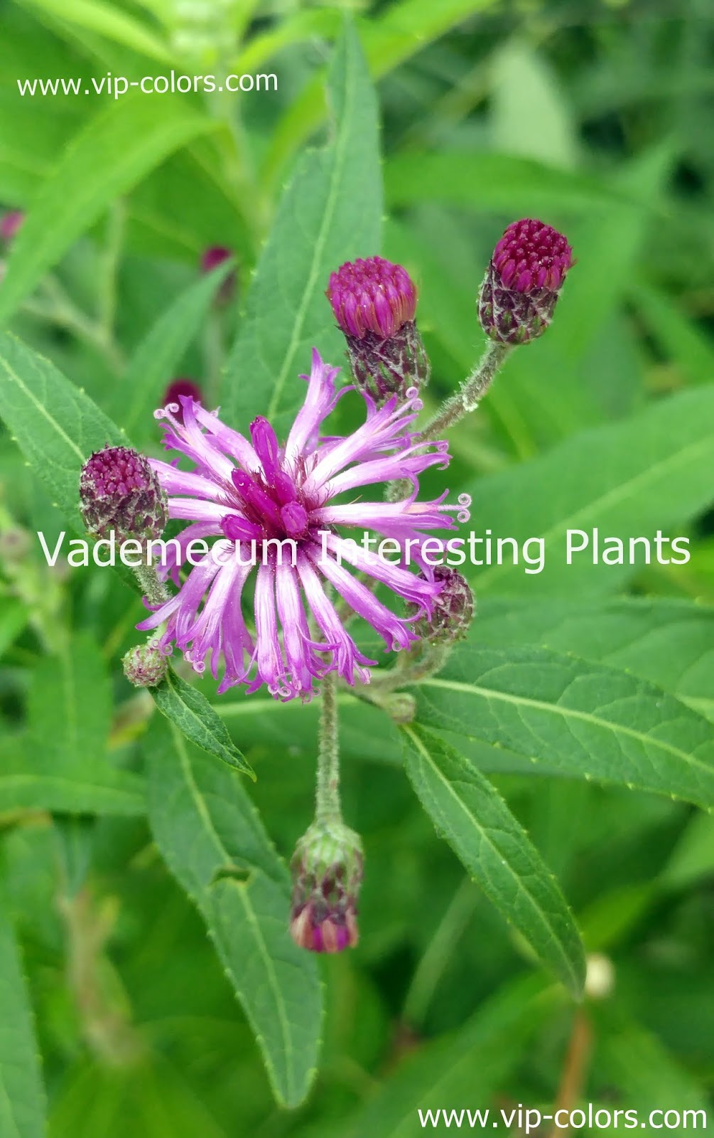 Vademecum Interesting Plants: Vernonia gigantea - Wernonia olbrzymia ...