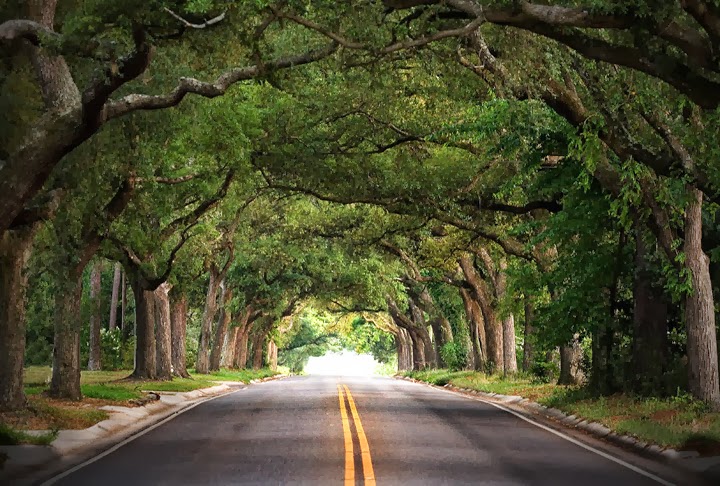 Beautiful Tree Tunnels [12 Pic] ~ Awesome Pictures