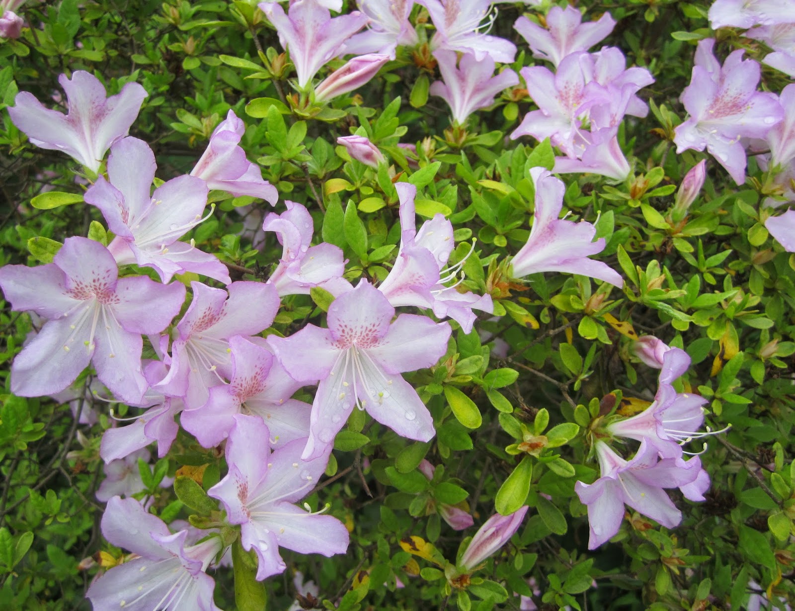 Jarvis House: Pretty in Pink Spring Flowering Shrubs 2014 in the Jarvis ...