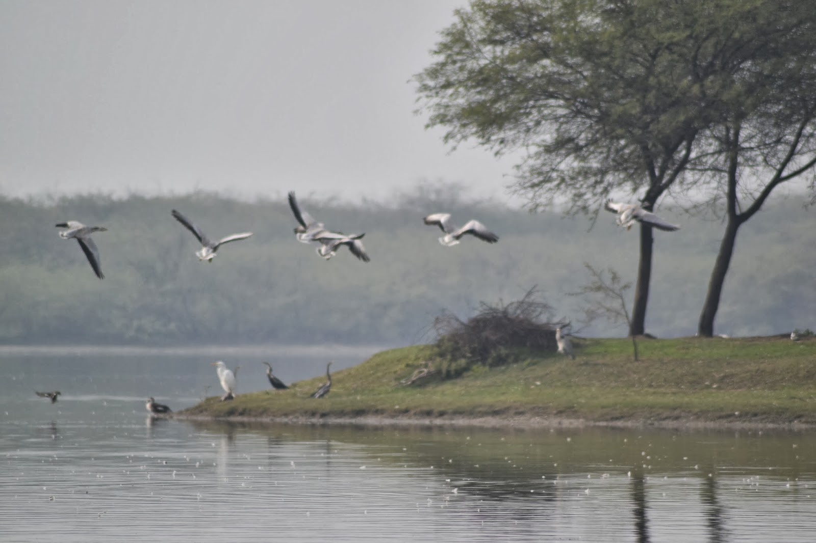 Wild Life: Keetham Lake, Agra