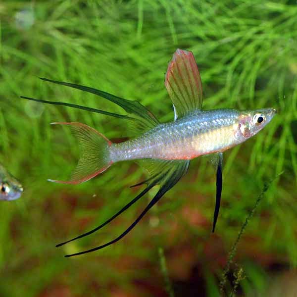 Ikan Threadfin Rainbowfish - Dunia Akuarium