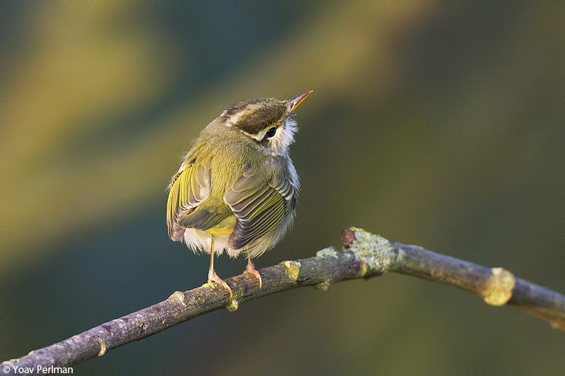 5 bars! Eastern Crowned Warbler! | Focusing on Wildlife