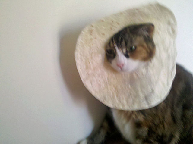 Funny ‘Inbread’ Animals (11 pics) | Những hình ảnh đẹp | Ảnh đẹp Việt ...