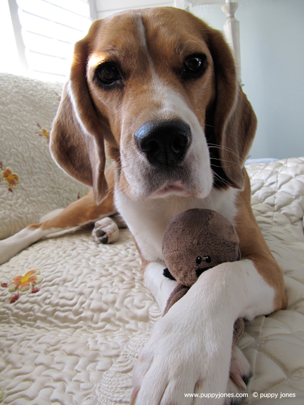 PuppyJones: QT with Beiber the Beaver ♥ dog blog ♥ hampton (beagle)
