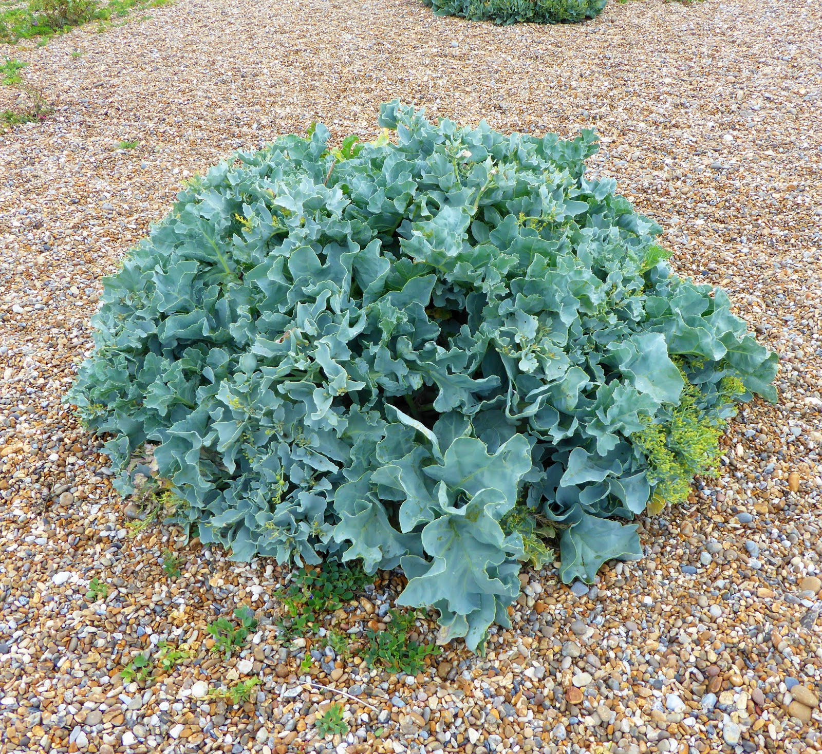 Wild and Wonderful: July 2020