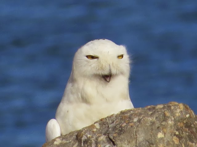 On the Wing: Snowy Owls: The Invasion of the Century!