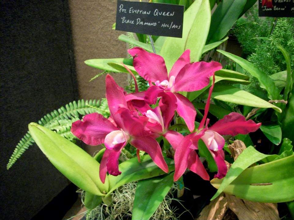 Birmingham Public Library Blog