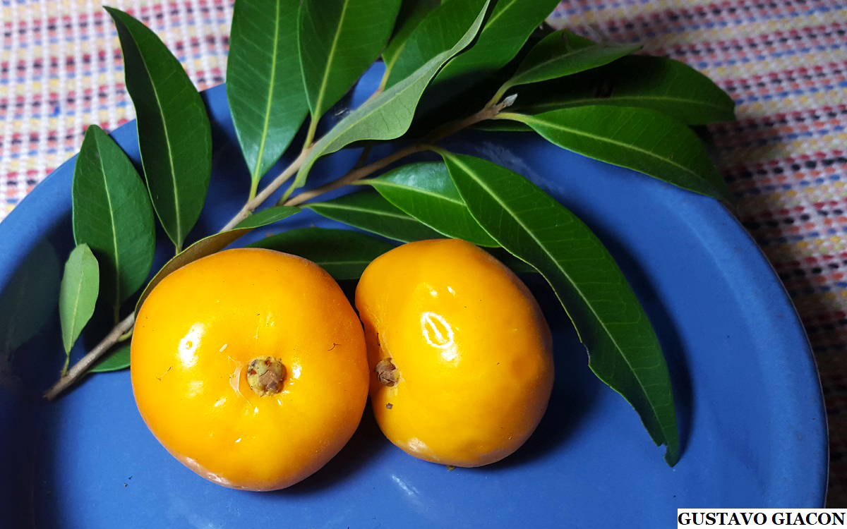 Estágio no Sítio dos Herdeiros: Uvaia Doce ou sem Acidez ( Eugenia ...