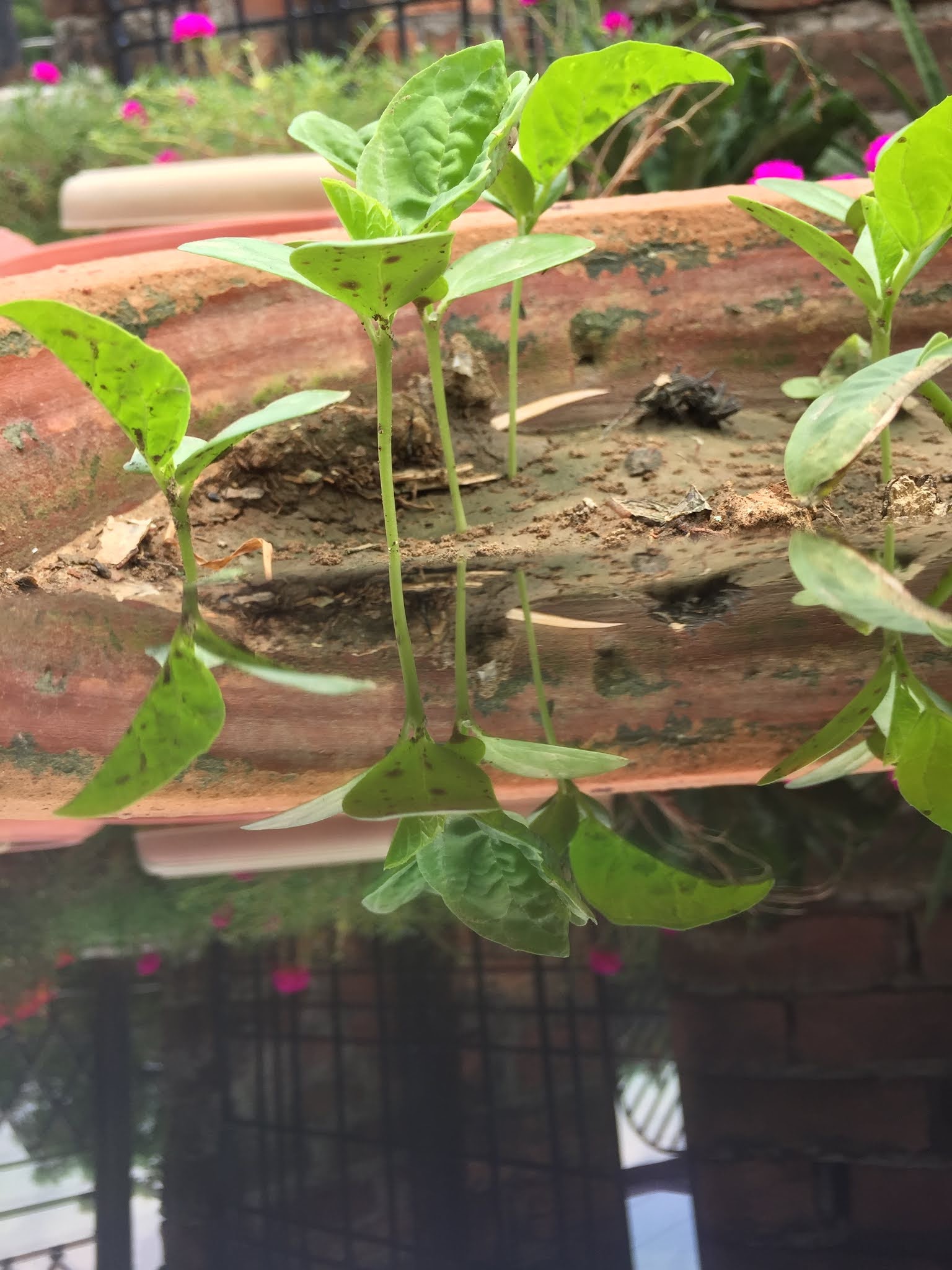 CLUSTER BEANS CULTIVATION IN YOUR HOME|GROW ORGANIC CLUSTER BEANS IN ...