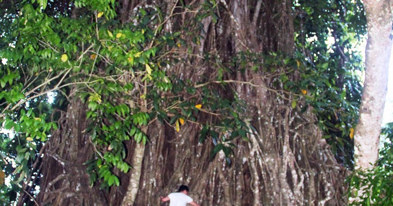 Scientific Name Of Balete Tree