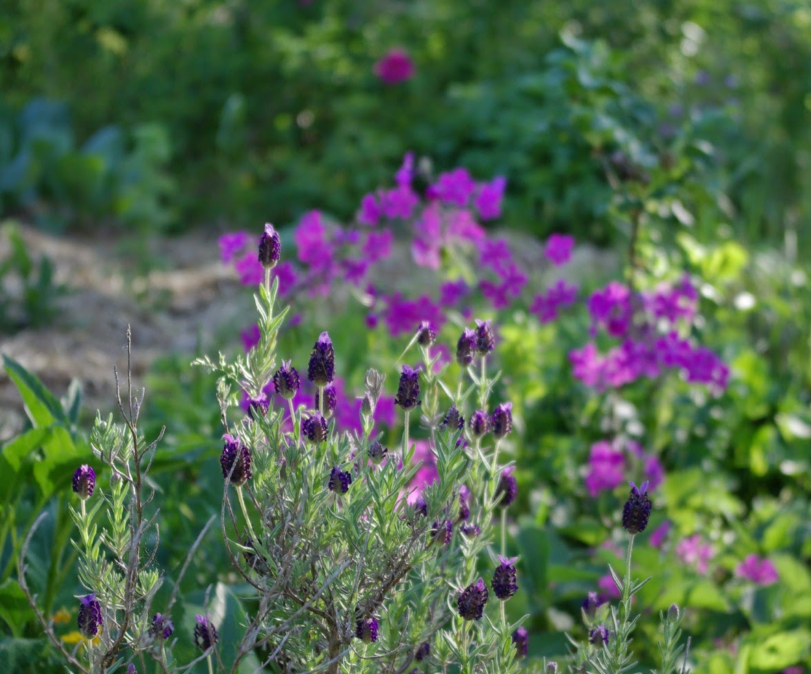 sweetbay: Blooming Friday ~ Scents