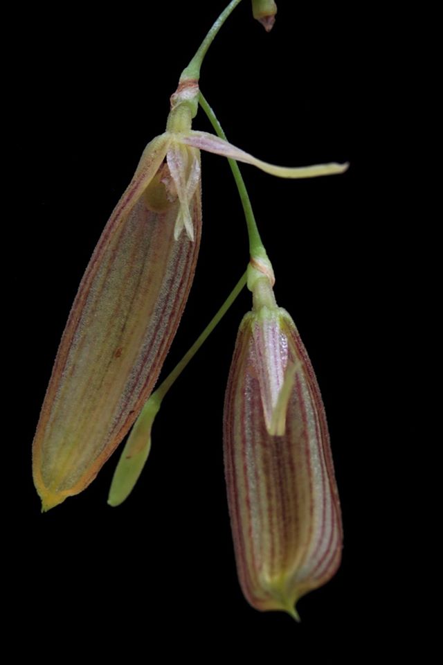 Acianthera erosa «Antilla erosa» - Id Plantae