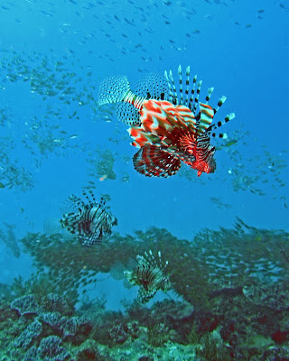 The paradise of the Red Sea: The paradise of the Red Sea