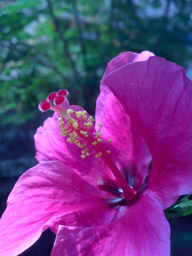 Shoe Flower (Jasood)(Hibiscus Flower)