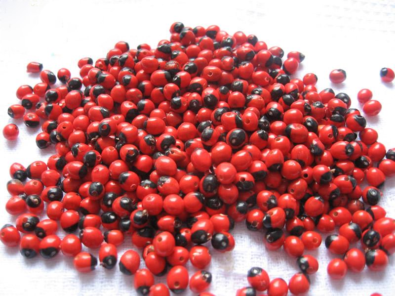 AMAZONE SIERADEN: Huayruro zaden, huayruro seeds