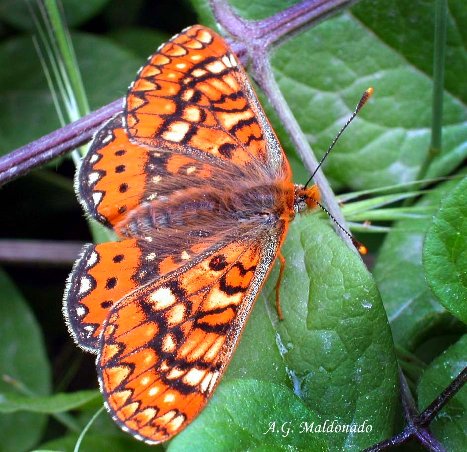 Biodiversidad Costa Granadina y ... (Fauna): Doncella española ...