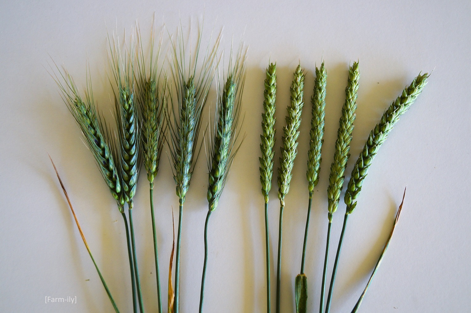 [Farm-ily]: November 6, 2019