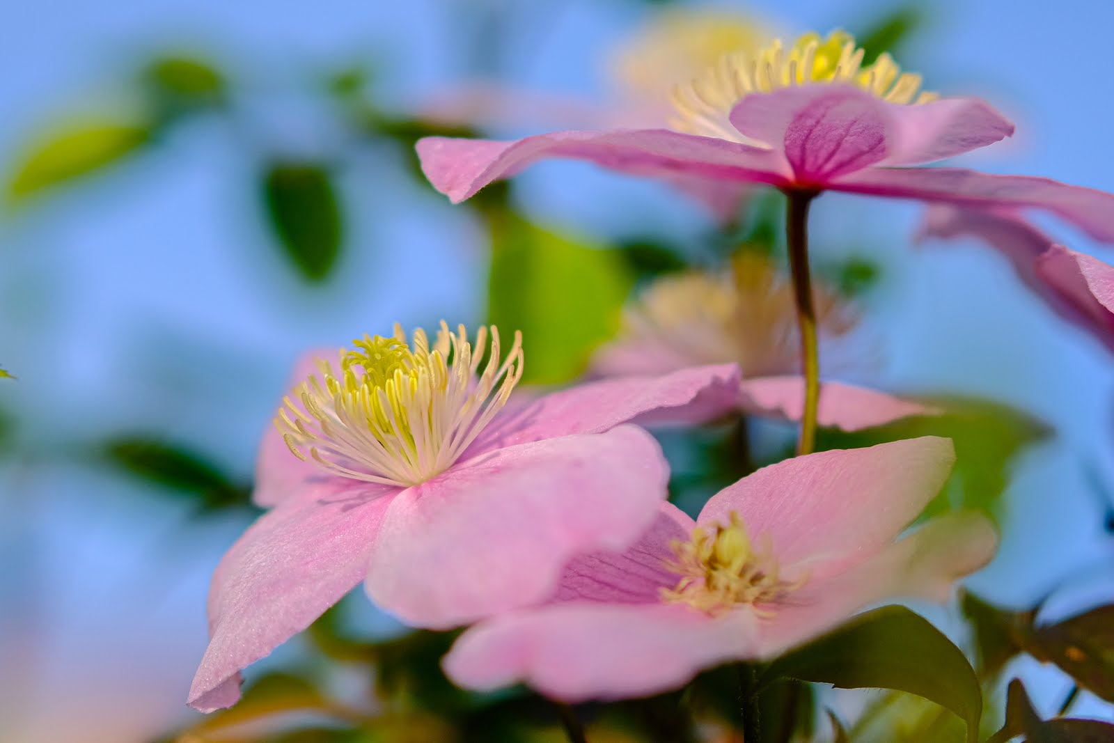How to photograph flowers (for beginners) - frederikboving
